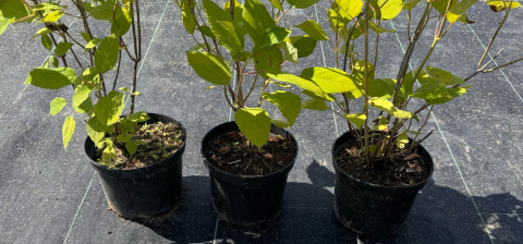 Hortensja drzewiasta Lime Rickey Limonkowa Annabelle doniczka 2L